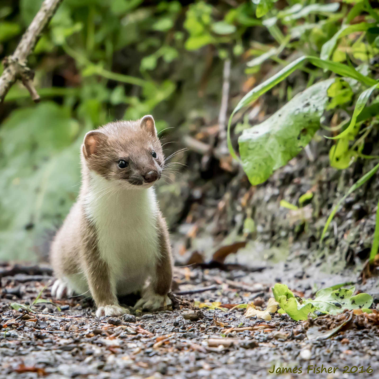 jfwildlife.co.uk - Stoats and Redstarts