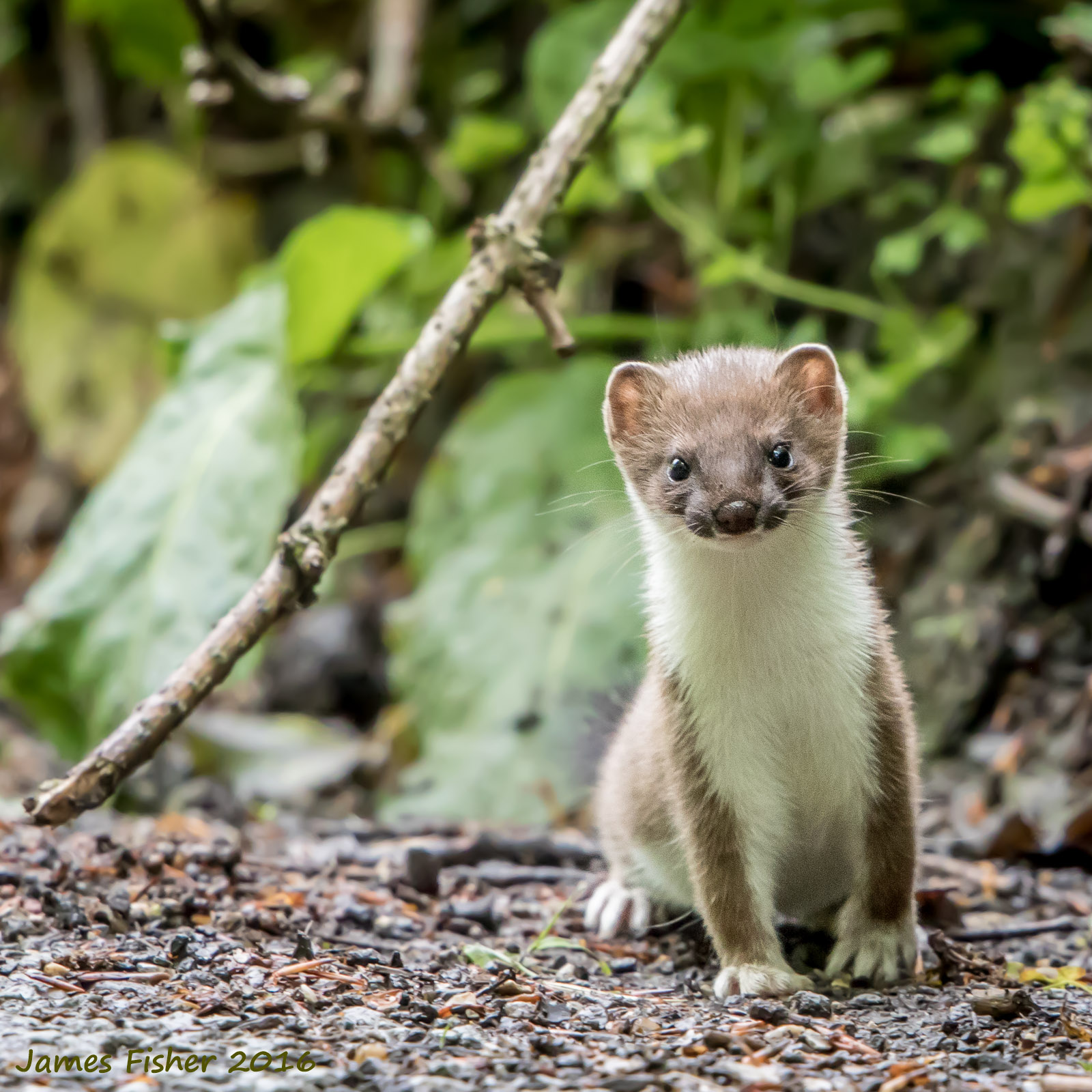 jfwildlife.co.uk - Stoats and Redstarts